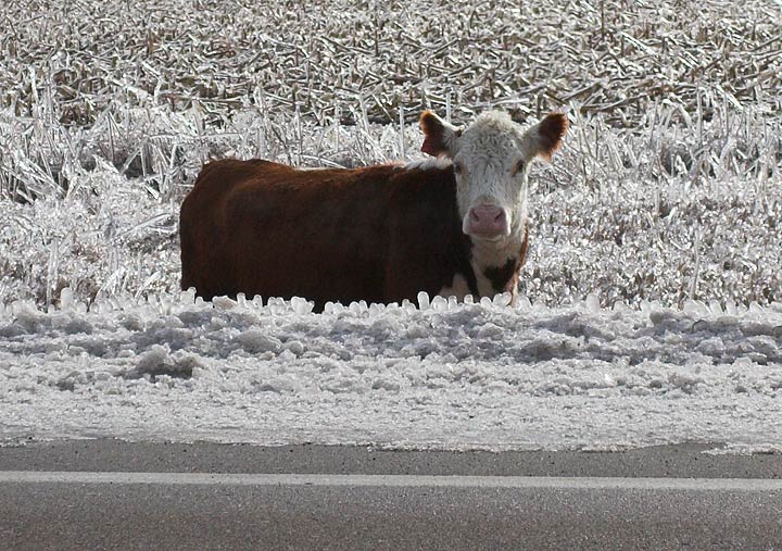Plus613 Culture In The Blender What Do You Call A Cow With No Legs Plus613 Culture In The Blender What Do You Call A Cow With No Legs